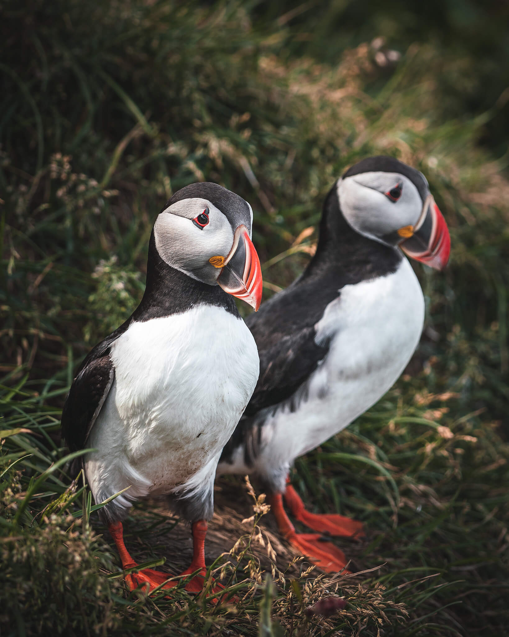 Puffins worldwide GUIDE - where to observe horned, tufted, arctic Puffins?